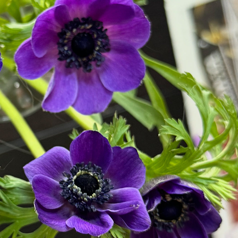 Anemone, Mistral Plus Grape – Flowers by Dr. Jo